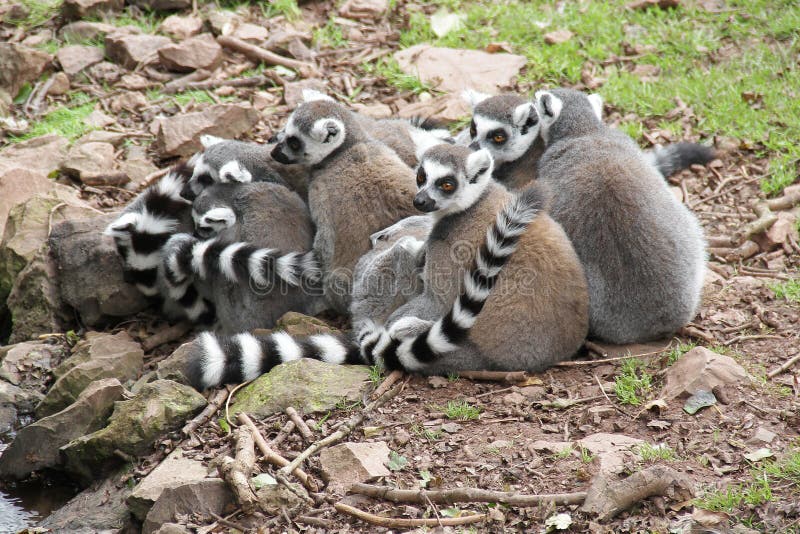 Group of lemurs stock image. Image of group, mammal, animal - 26975045
