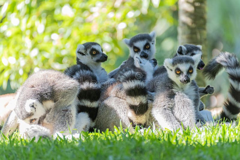 Group of lemurs stock photo. Image of group, animals - 53511210