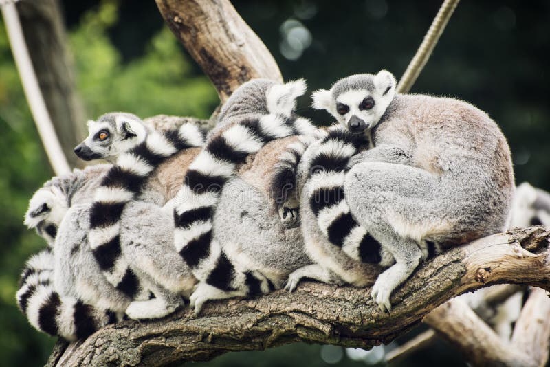Group of lemurs stock image. Image of play, fauna, beauty - 57564437
