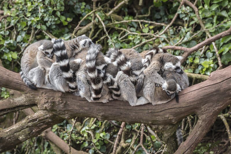 Group of Lemurs on Tree Branch Stock Photo - Image of furry, animal ...