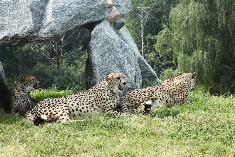 Group of Leopard stock image. Image of life, resting - 28753207