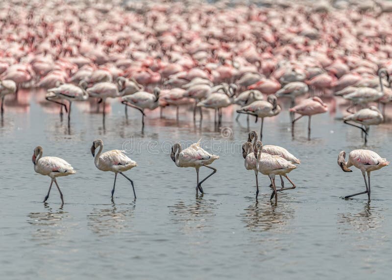 Group of Lesser Flamingos on a Stroll in Lake Stock Image - Image of ...