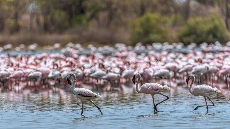 Group of Lesser Flamingos on a Stroll in the Lake Stock Image - Image ...