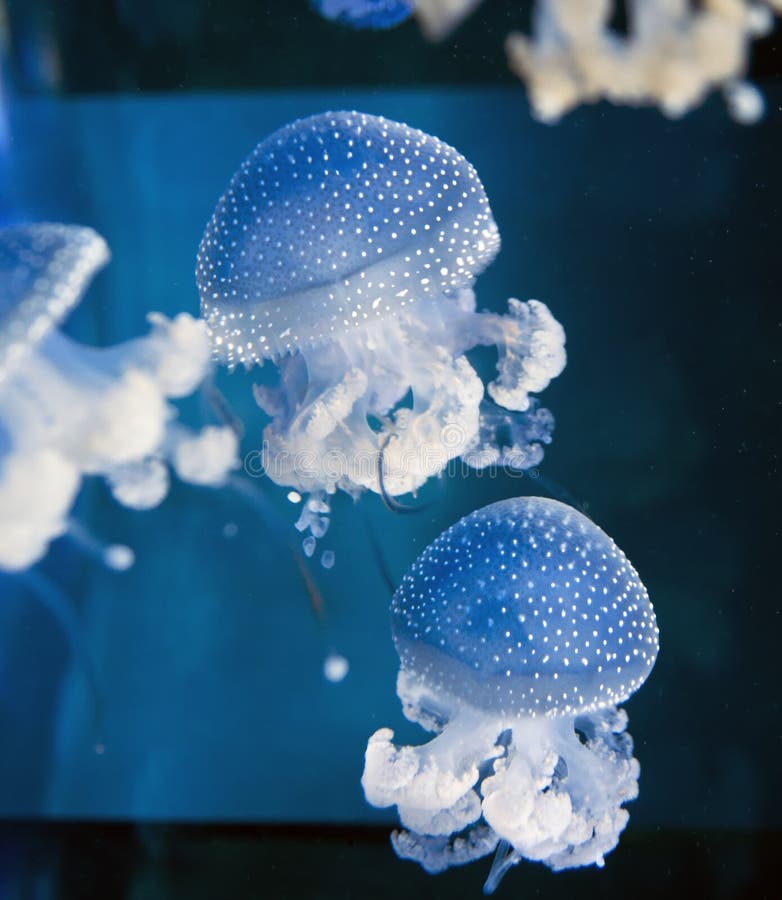 Group of Light Blue Jellyfish Stock Photo - Image of fish, animal: 46278012