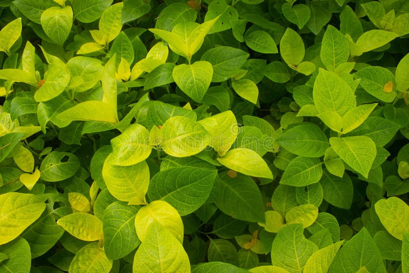 A Group of Light Green Leaf Stock Image - Image of leaf, yellow: 266628469