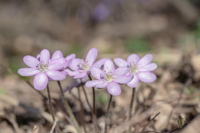 Group of Light-pink Liverworts (Anemone Hepatica). Stock Image - Image ...