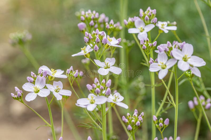 Group of Light-purple Mayflower Blossoms (Cardamine Pratensis). Stock ...