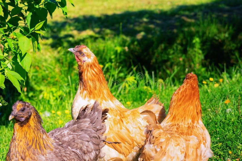 Group of Light Red Brown Hens in Garden Stock Image - Image of closeup ...