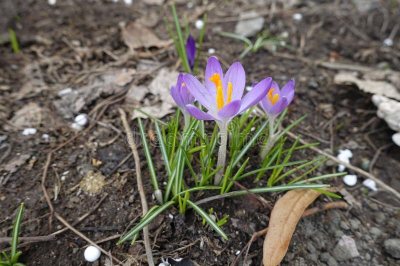 3 Light Violet Flowers Crocus Tommasinianus Stock Photos - Free ...