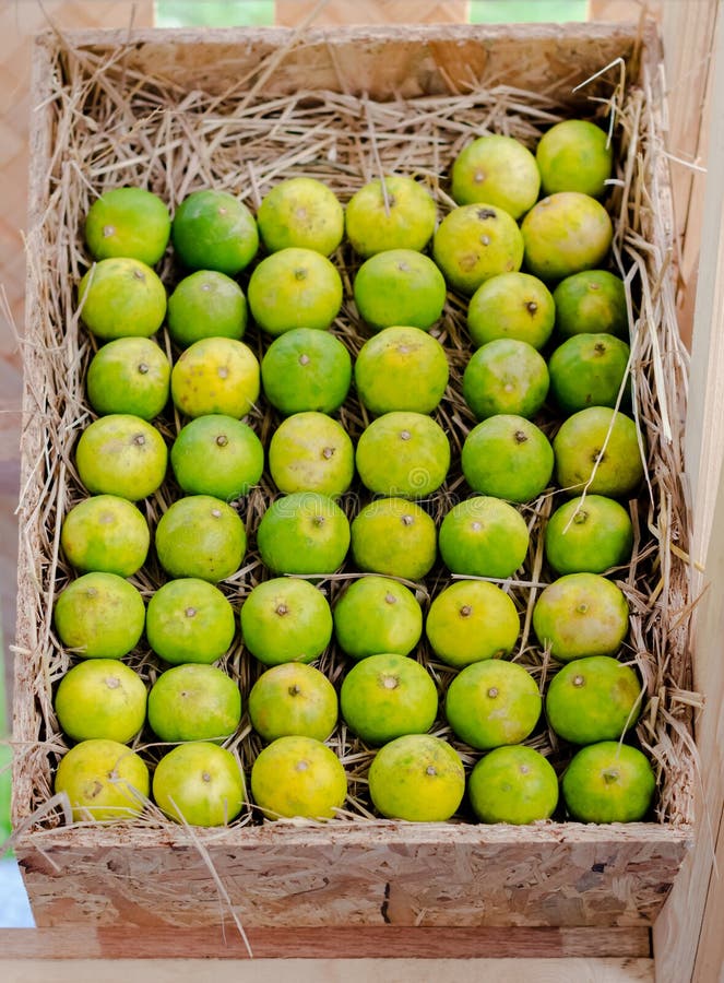 Group of lime in box stock image. Image of green, ingredients - 96075139