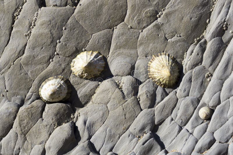 Limpets stock photo. Image of creature, suction, ocean - 86396704