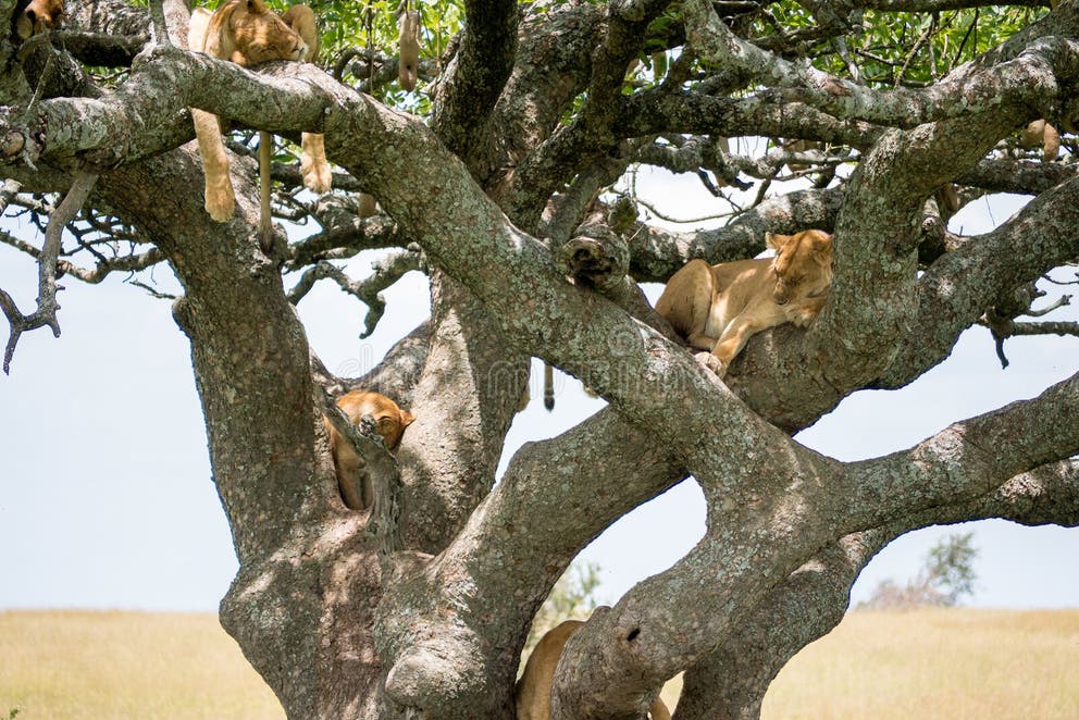 Group of Lions Laying on Tree Branches Stock Photo - Image of habitat ...