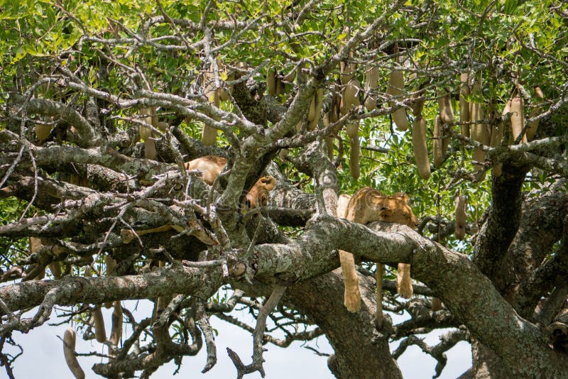 Group of Lions Laying on a Tree Stock Photo - Image of africa, wildlife ...