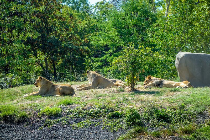 Group of Lions in a Natural Reserve Stock Photo - Image of nature ...