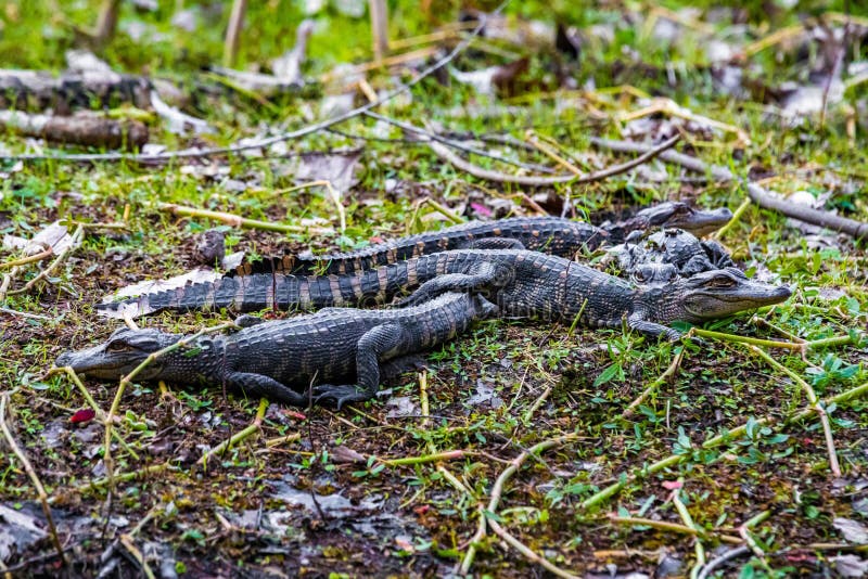 Baby Alligators In Everglades National Park Stock Image - Image of ...