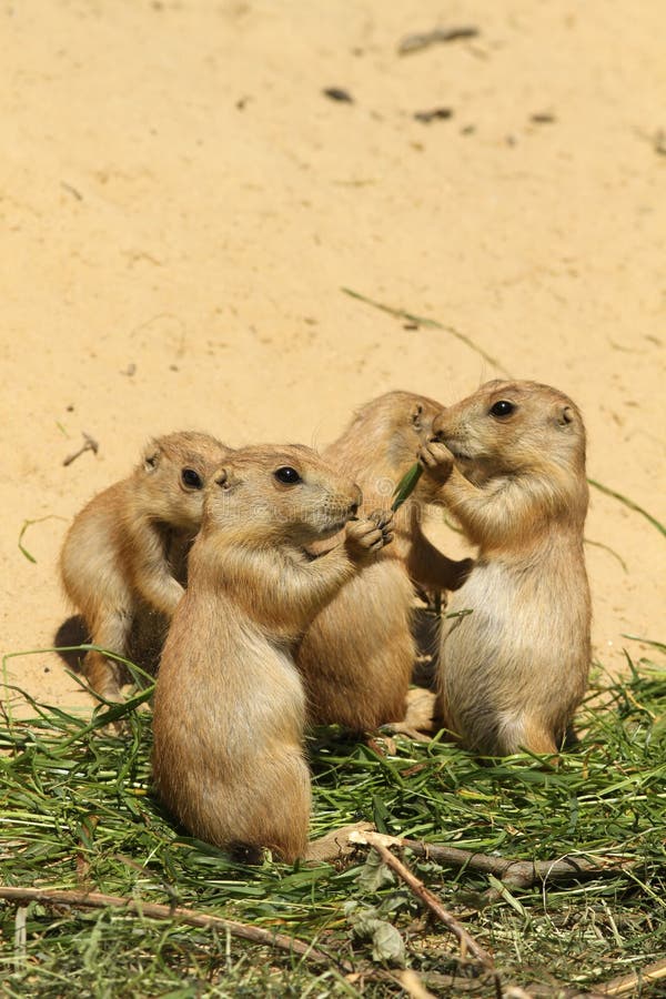 Group of Little Baby Prairie Dogs Eating Stock Image - Image of ...