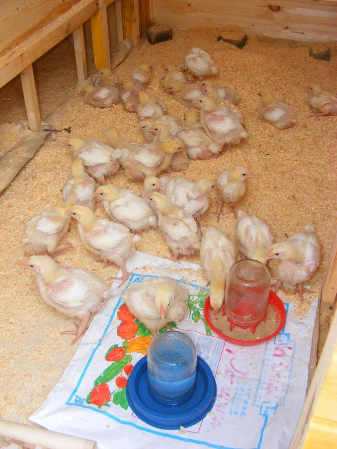 A Group of Little Chicken at Home Farm. Chicken Feeding, Chicken Coop ...