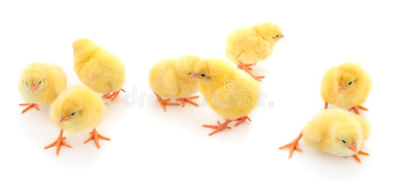 Two Little Chickens Isolated Stock Image - Image of tiny, newborn ...