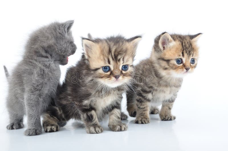 Group of little kittens stock image. Image of action - 23890829