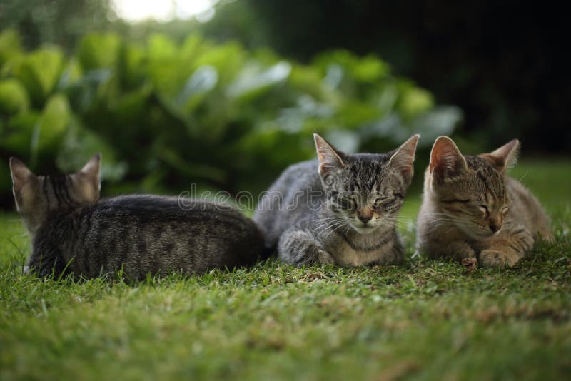 Playing Kittens stock photo. Image of tabby, kittens - 56648828