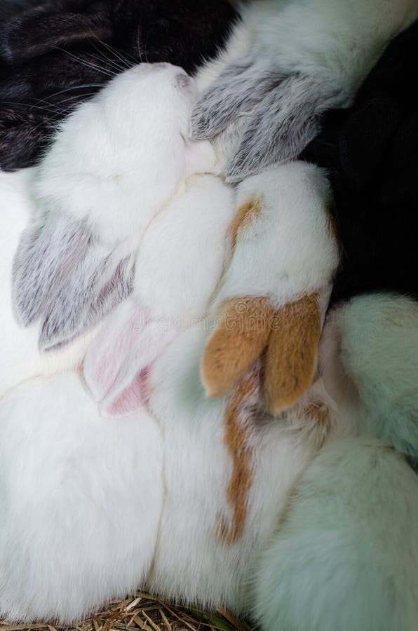 Group of little rabbits. stock photo. Image of easterbunny - 112141010