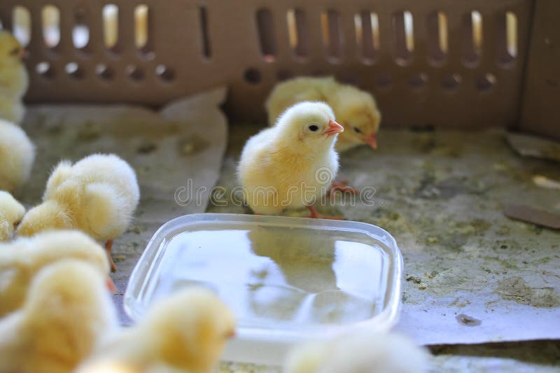 Group of Little Yellow Cute Chicken in Farm Stock Photo - Image of ...