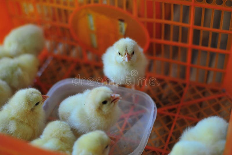 Group of Little Yellow Cute Chicken in Farm Stock Image - Image of ...