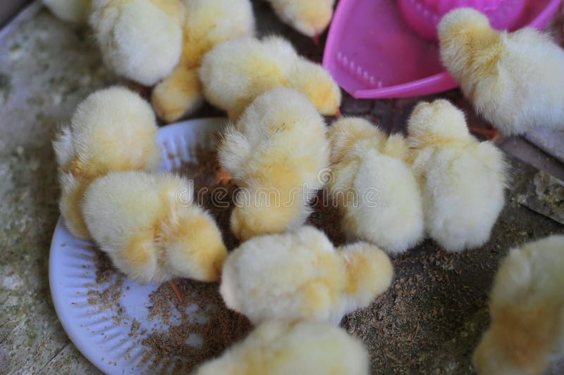 Group of Little Yellow Cute Chicken in Farm Stock Photo - Image of ...