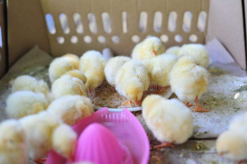 Group of Little Yellow Cute Chicken in Farm Stock Photo - Image of ...