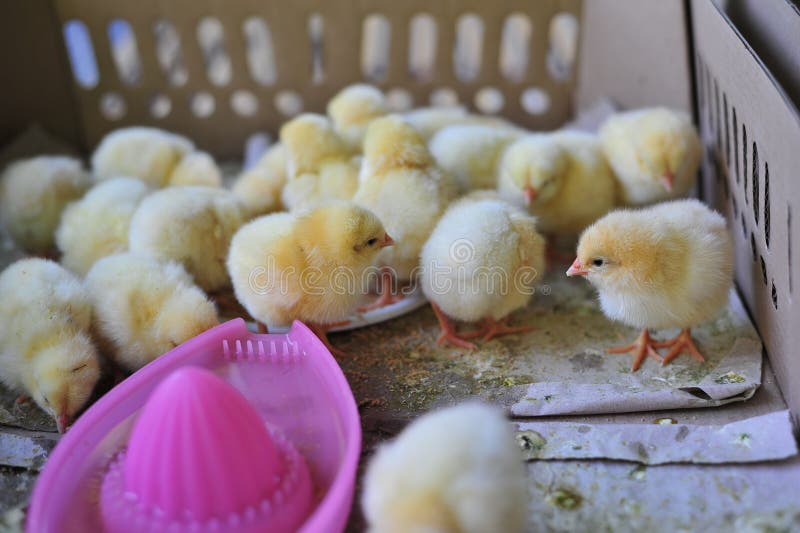 Group of Little Yellow Cute Chicken in Farm Stock Image - Image of ...