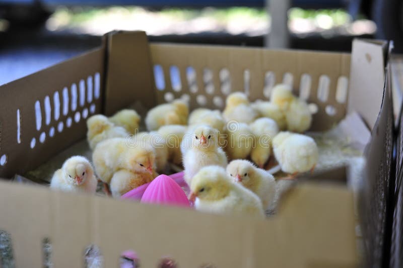 Group of Little Yellow Cute Chicken in Farm Stock Image - Image of ...