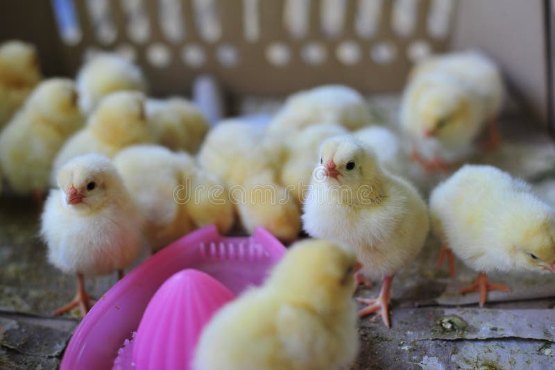 Group of Little Yellow Cute Chicken in Farm Stock Image - Image of farm ...