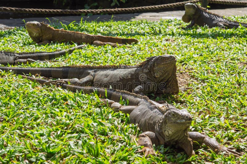 Group of Lizards on a Grass Stock Image - Image of indonesia, grass ...