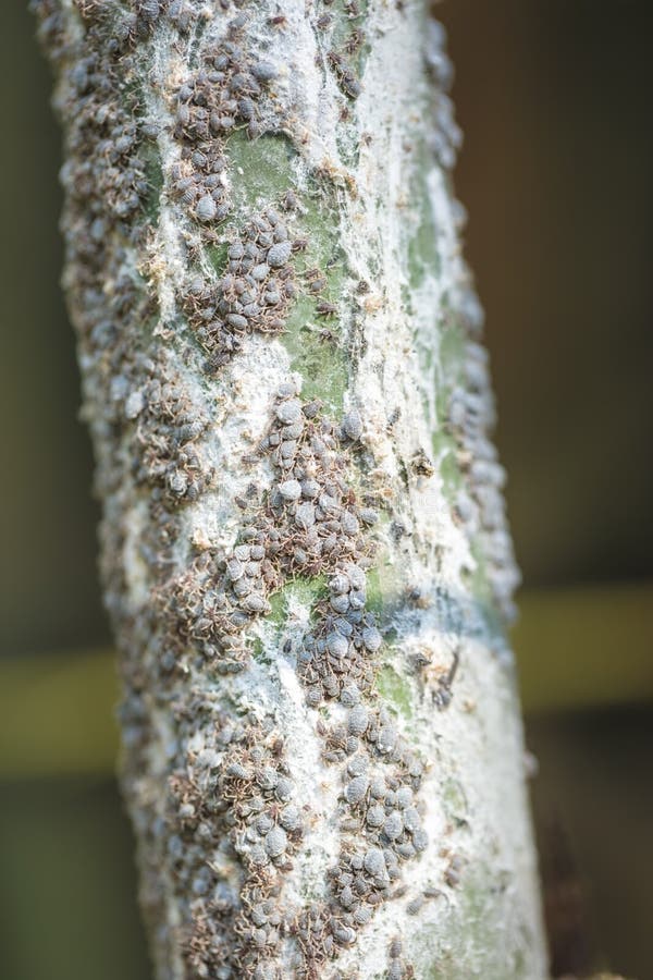 A Group of Locusts on Bamboo Stock Image - Image of biology, asian ...
