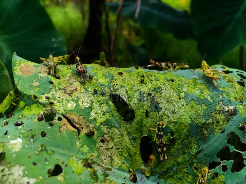 A Group of Locusts that Eat Taro Leaves Stock Image - Image of taro ...