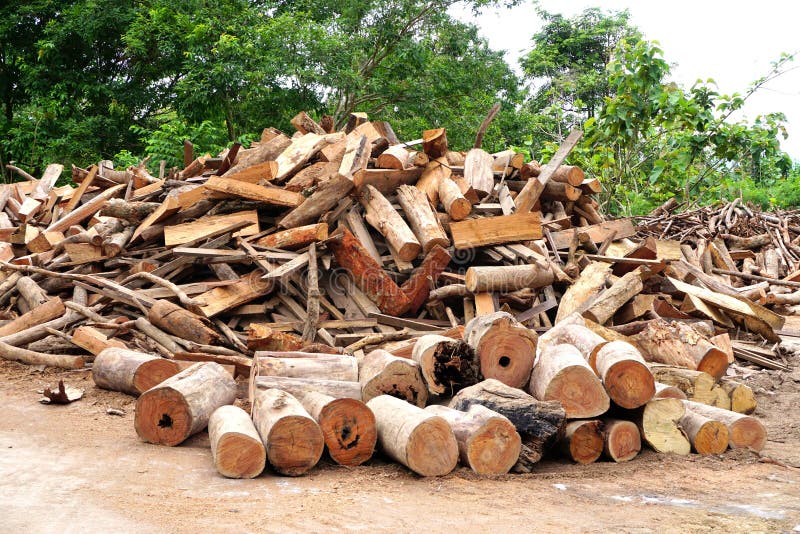 Group of log wood cut stock photo. Image of logs, industry - 250612542