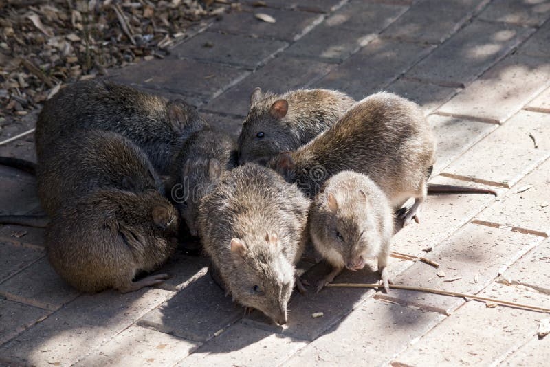 The Long Nosed Potoroo is a Small Marsupial Stock Image - Image of cute ...
