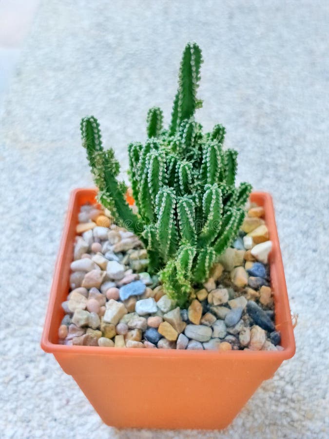 Group of Long-shap-cactus,white Spine Have Small Flower in Orange Pot ...