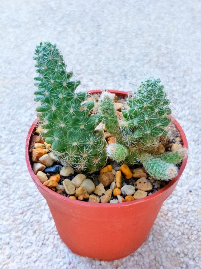 Group of Long-shap-cactus,white Spine Have Small Flower in Orange Pot ...