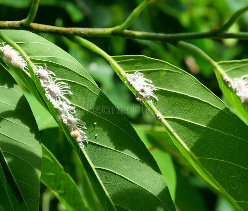 Group of Long-tailed Mealybug or Pseudococcus Longispinus on Green Leaf ...