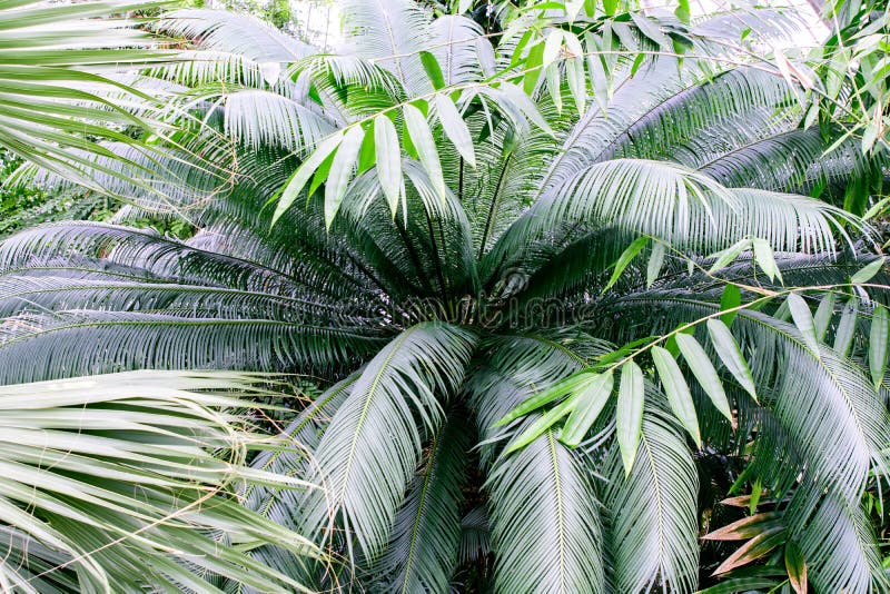 A Group of Long Thin Leaves Stock Image - Image of european, landmark ...
