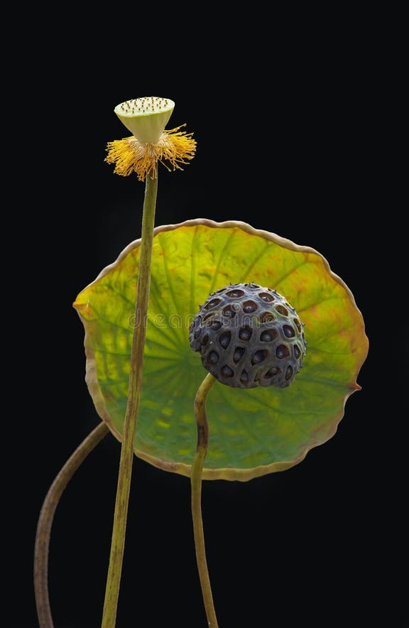 A group of lotus elements stock image. Image of blooming - 322573495