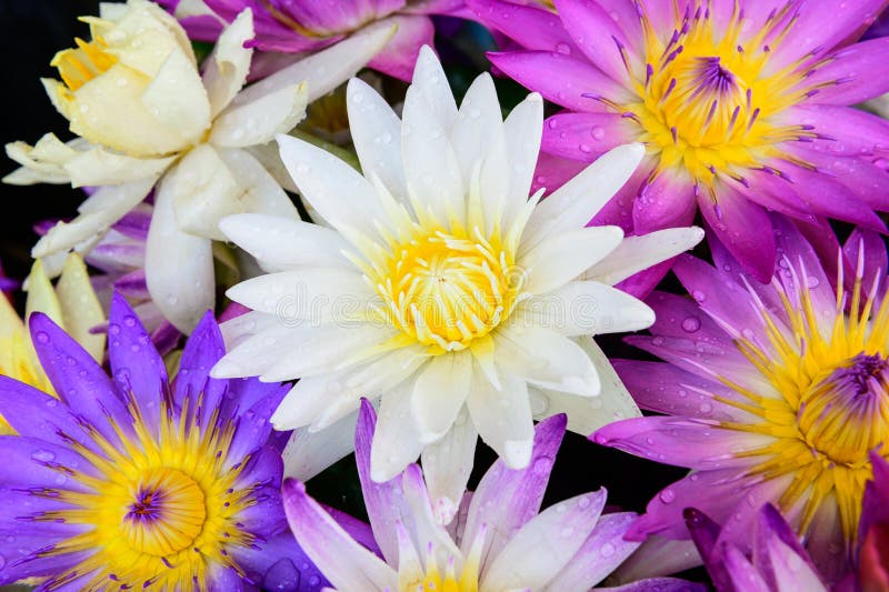 Group of Lotus Flowers Full Bloom Stock Image - Image of bloom, lotus ...