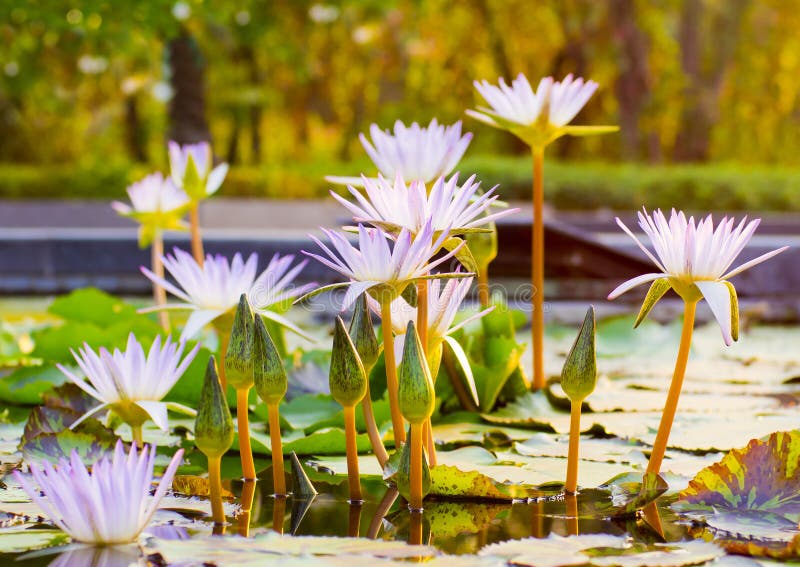 Group of lotus flowers stock image. Image of decoration - 33510651