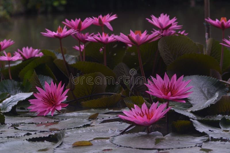 A group of lotus stock photo. Image of petal, garden - 351197528