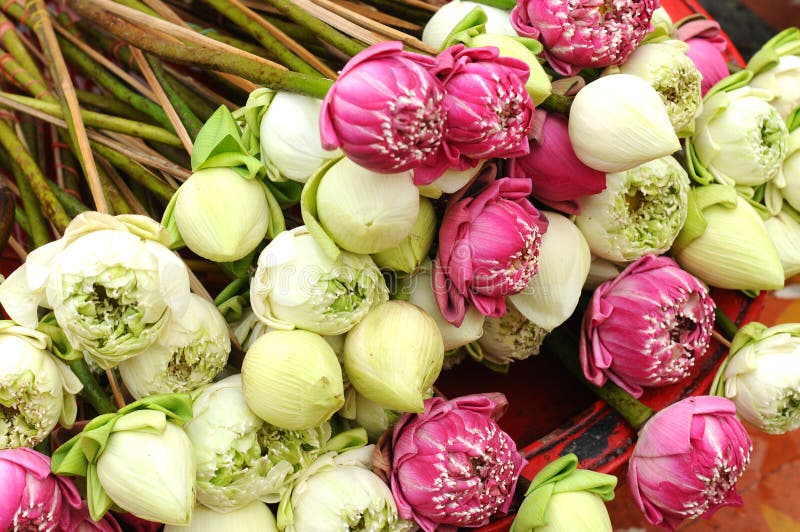 Group of lotus for pray stock photo. Image of floral - 40539170