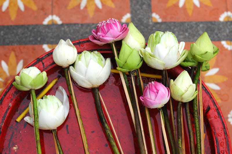 Group of lotus for pray stock photo. Image of prayer - 40539212