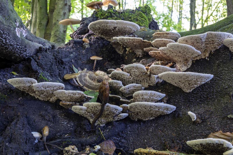 A Group of Lumpy Bracket on an Old Tree Trunk Photographed in the ...