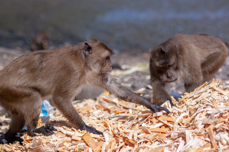 Group of Macaque Monkeys Eat Crust of Bread from Large Pile on the ...
