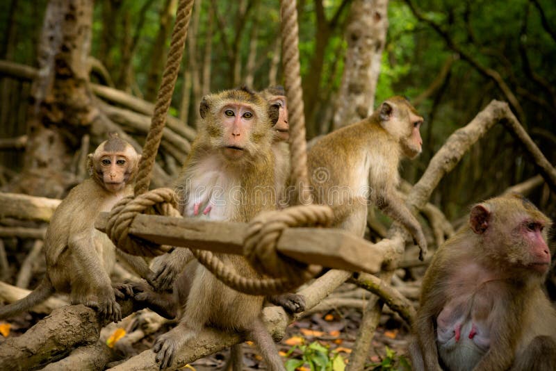 Macaque Monkeys Ponders stock image. Image of hear, mammal - 70782435